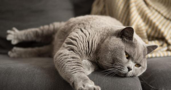Mon chat mange trop, que faire ? | MMJ